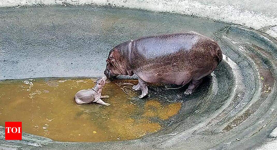 ‘Dimpy’ gives birth to baby hippo in zoo | Vadodara News - Times of India