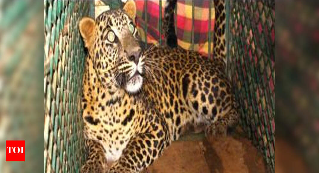 Forest department rescues leopard in Shiroda | Goa News - The Times of ...