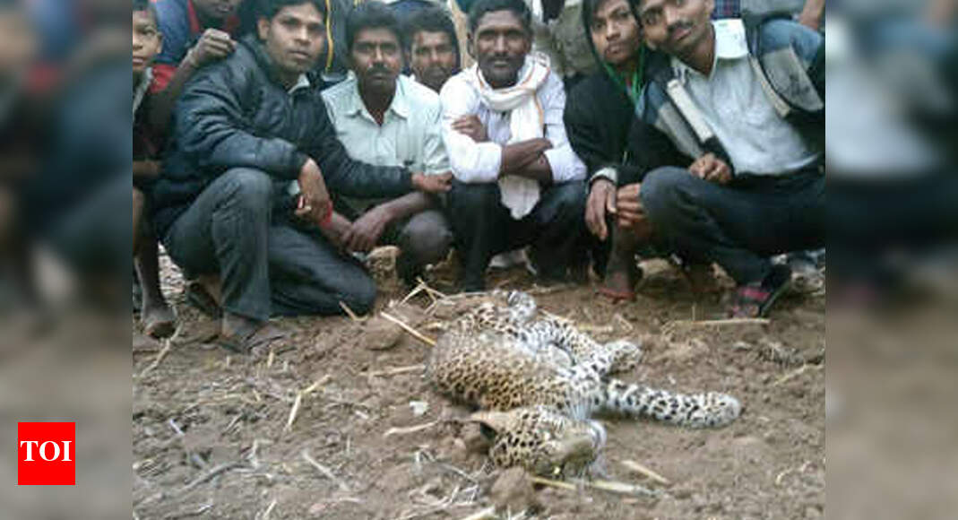 3 booked, 1 held as abused Maharashtra leopard cub dies | Nagpur News - Times of India