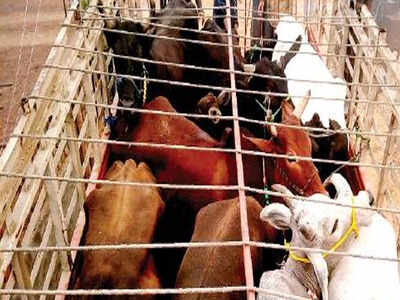 Cow smuggling rampant, but cops say cases down | Jaipur News - Times of ...