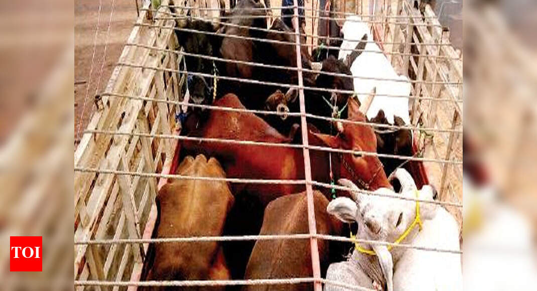 Cow smuggling rampant, but cops say cases down | Jaipur News - Times of ...