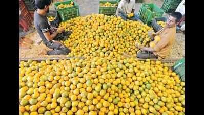 CCRI preparing orange farmers to tackle greening of crop, infestation | Nagpur News - Times of India
