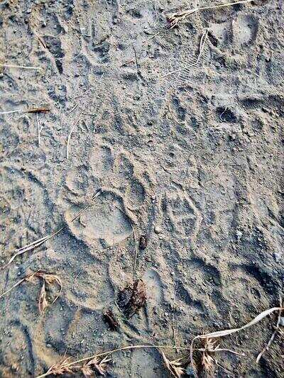 Leopard sighting on NDA campus triggers panic, no attack so far | Pune ...