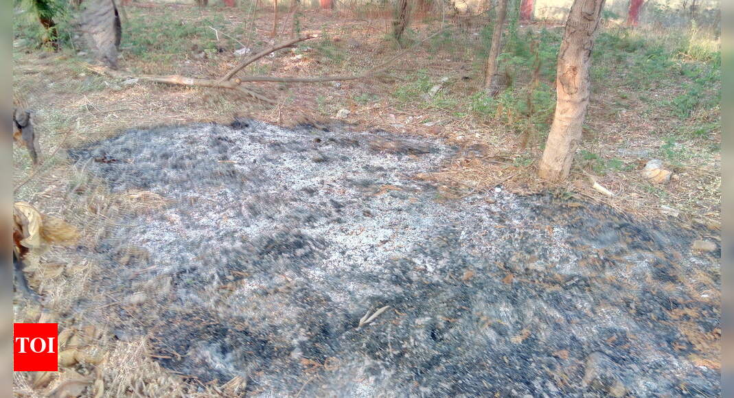 Trees burnt at charkop Mhada garden - Times of India