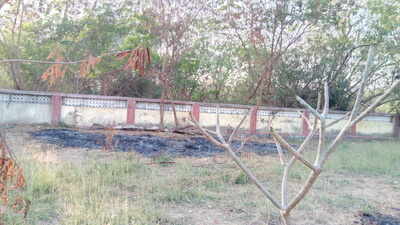 Trees burnt at charkop Mhada garden - Times of India
