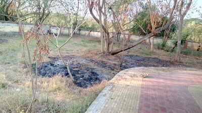 Trees burnt at charkop Mhada garden - Times of India