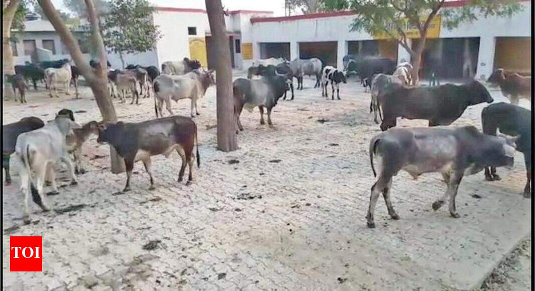 Noida farmers lock 50 cows in school, say they’re eating crops | Noida ...