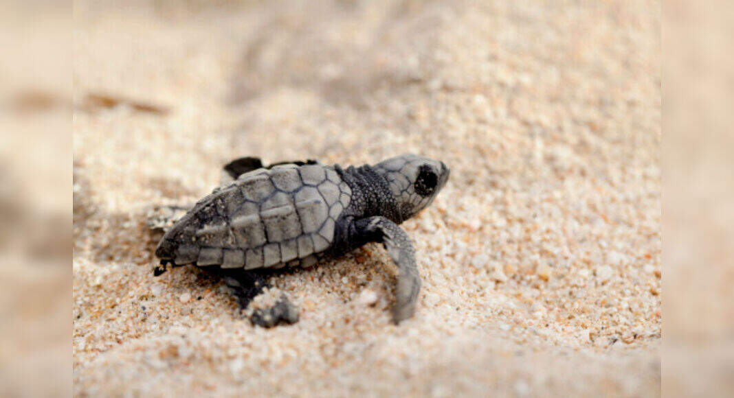 Turtle Tourism likely to be the next big thing in Odisha | TimesTravel