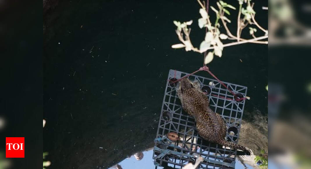 Leopard rescued from open well in Maharashtra village | Pune News ...