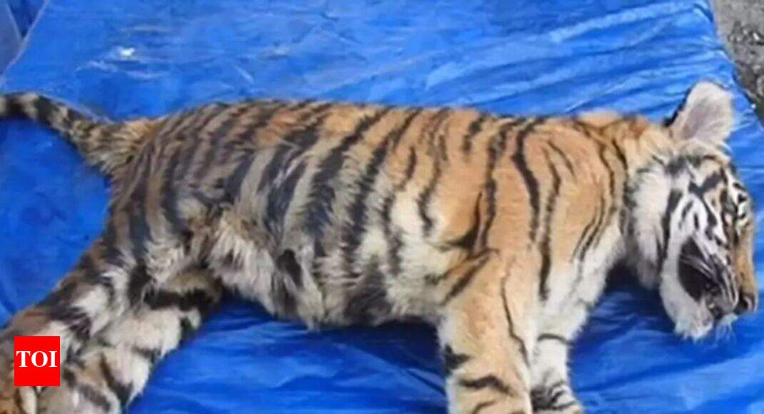 429 tigers killed by poachers since 2008, reveals RTI reply - Times of ...