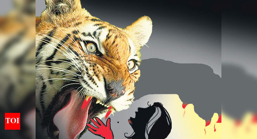 Tiger mauls man to death in Shahjahanpur | Lucknow News - Times of India