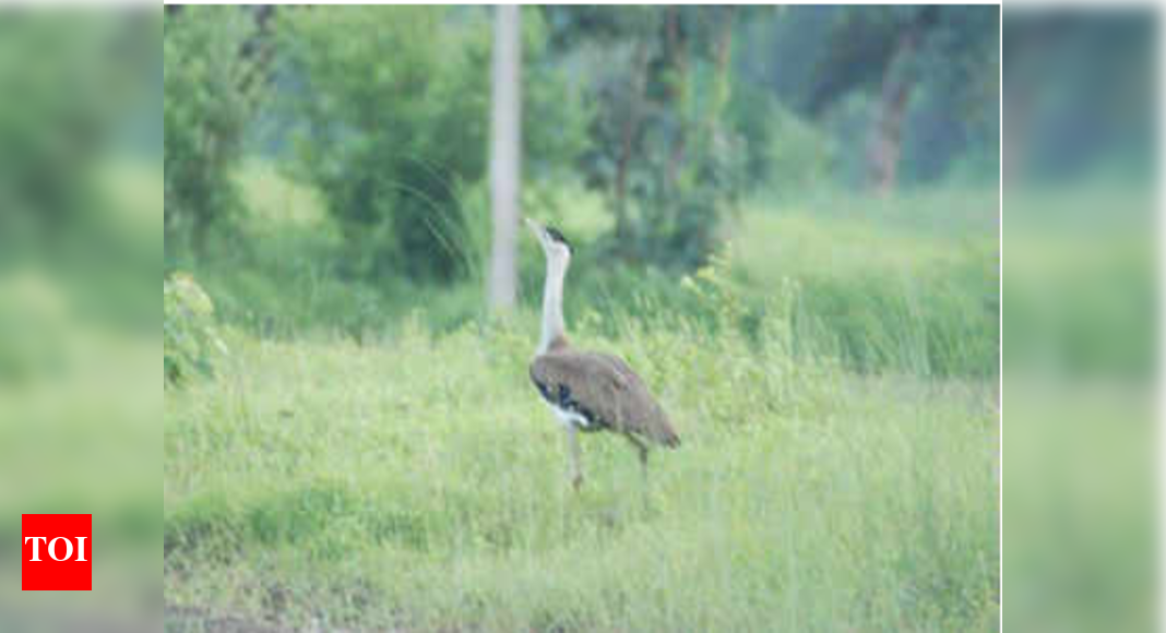 4 new avian species spotted in Dudhwa forest in UP: Official - Times of ...