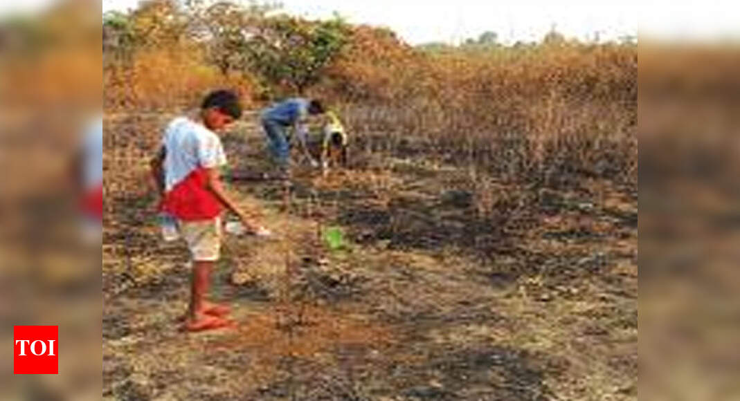 Chimbel villagers walk the talk, plant trees at scorched IT Park site ...