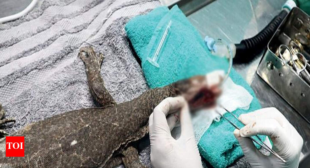Mumbai News: Monitor lizard operated on as broken jaw starts rotting ...