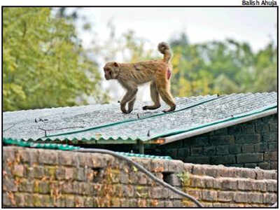 Monkeys raid homes, fear bites residents | Chandigarh News - Times of India