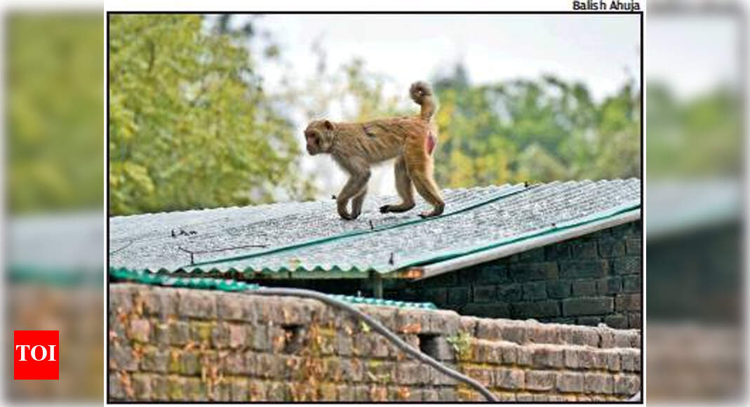 Monkeys raid homes, fear bites residents | Chandigarh News - Times of India