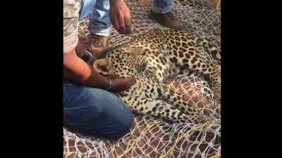 Leopard caught in snare rescued near Wayanad | Kozhikode News - Times of India