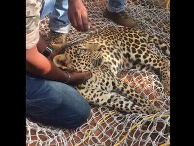 Leopard caught in snare rescued near Wayanad | Kozhikode News - Times of India