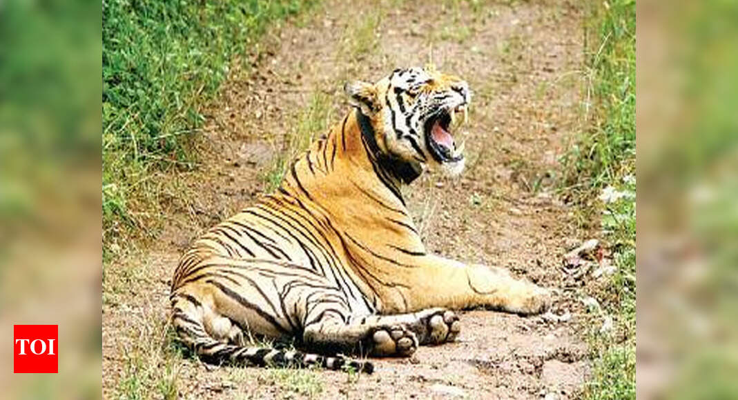 Tiger T-110 will be shifted to Seljar range of Mukundra Hills | Jaipur ...