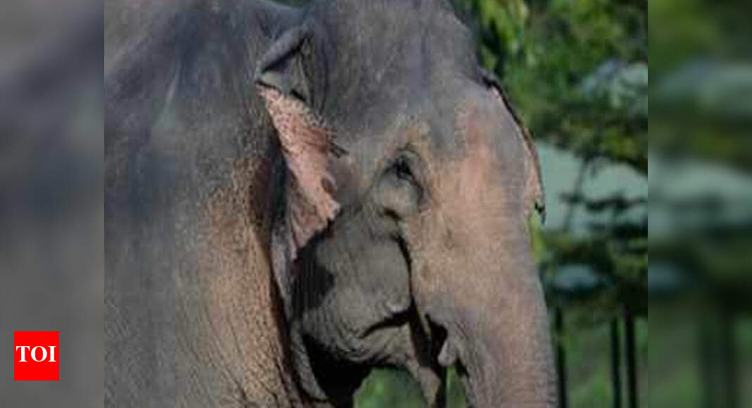 Wild elephant destroys 400 banana plants in Erode | Erode News - Times of India