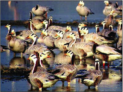Spurred by good monsoon, migratory birds flock to Saman bird sanctuary ...