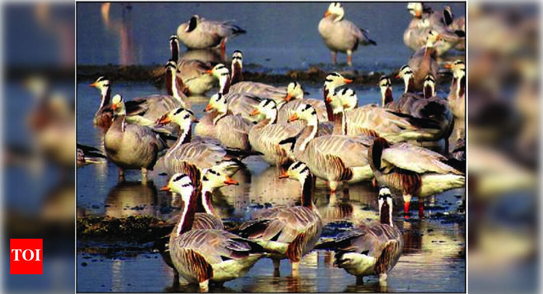 Spurred by good monsoon, migratory birds flock to Saman bird sanctuary ...