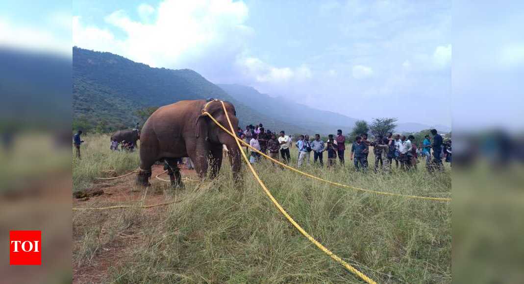 Crop raiding elephant Chinnathambi captured from near Coimbatore ...