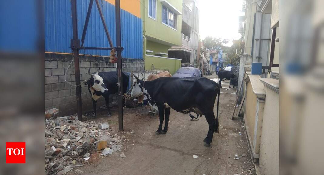 stray cattle - Times of India