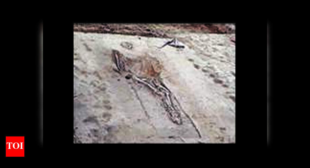 Human skeleton, potteries found during excavation at Baghpat’s Sinauli ...