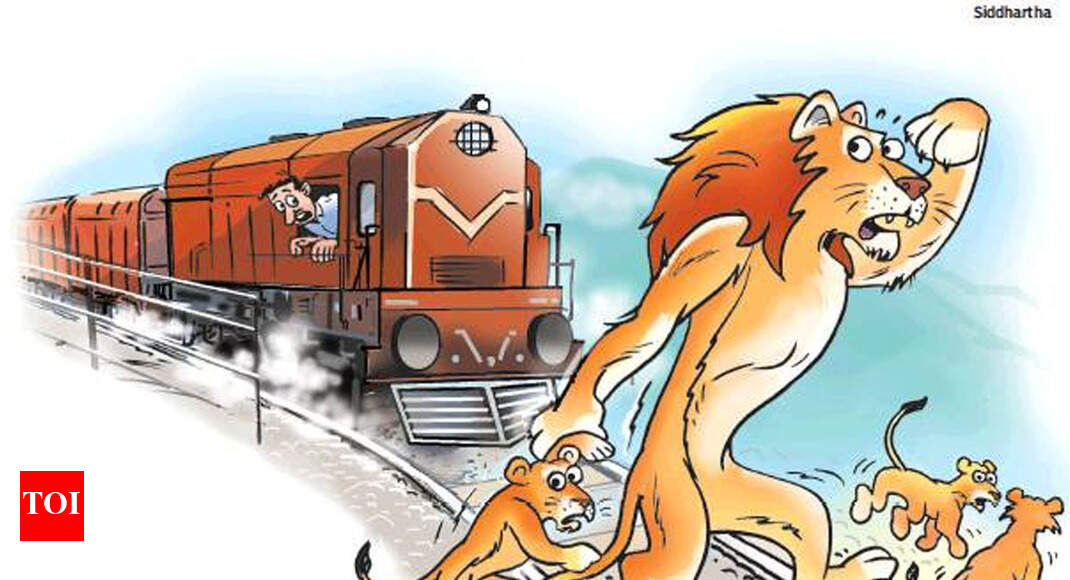 Fencing of railway tracks in lion habitat a failure | Ahmedabad News ...