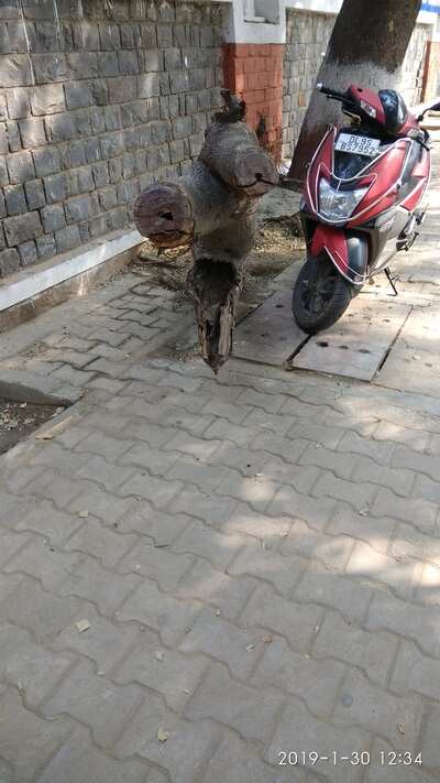 Tree stump protruding on footpath - Times of India