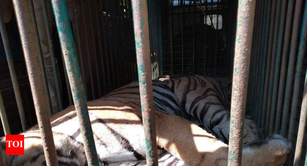 Killer tiger captured; tribals want it to be shot dead | Mysuru News ...