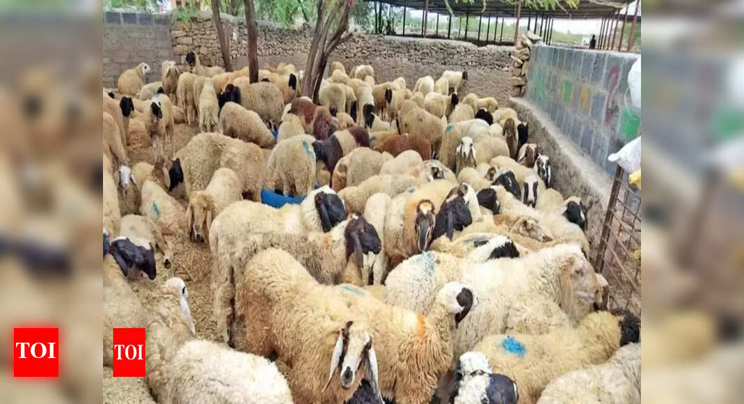 49 sheep drown in a pond Kaithwali village in Ballia | Varanasi News ...