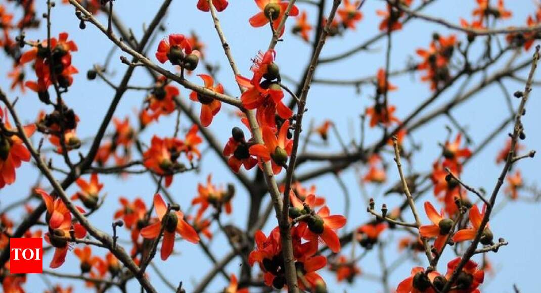 Showstopper: Dhak flowers bloom, paint the Aravalis red | Gurgaon News ...