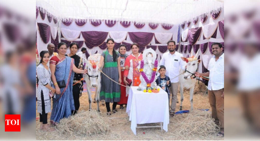 Karnataka: Cow festival begins in Mysuru's Suttur Jatra | Mysuru News ...