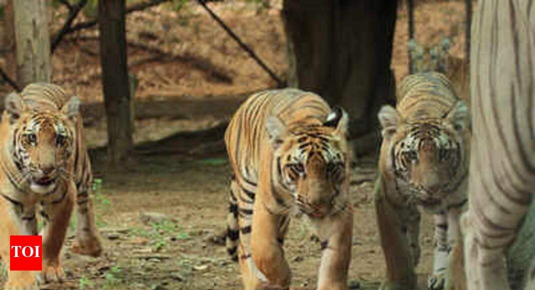 Tiger cub at Tamil Nadu zoo waiting for CM Palaniswami's visit to be ...