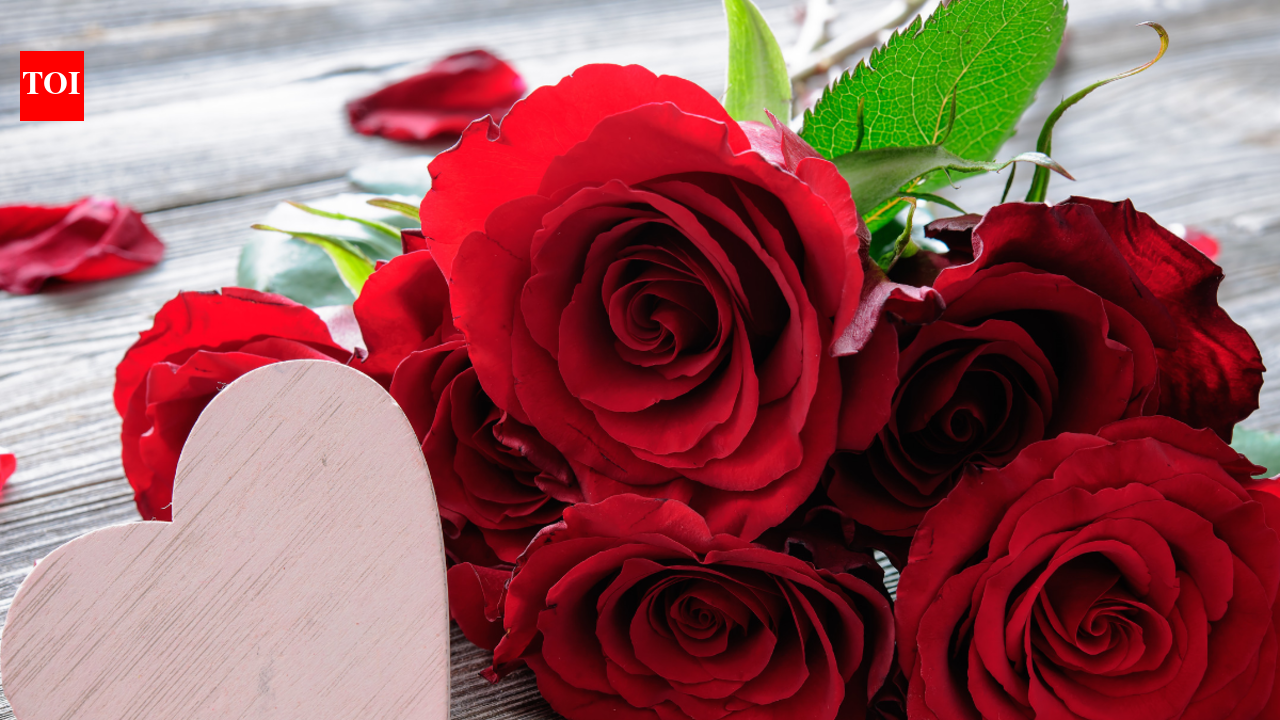 When is Rose Day 2026? Significance and Importance of Rose Day in ...