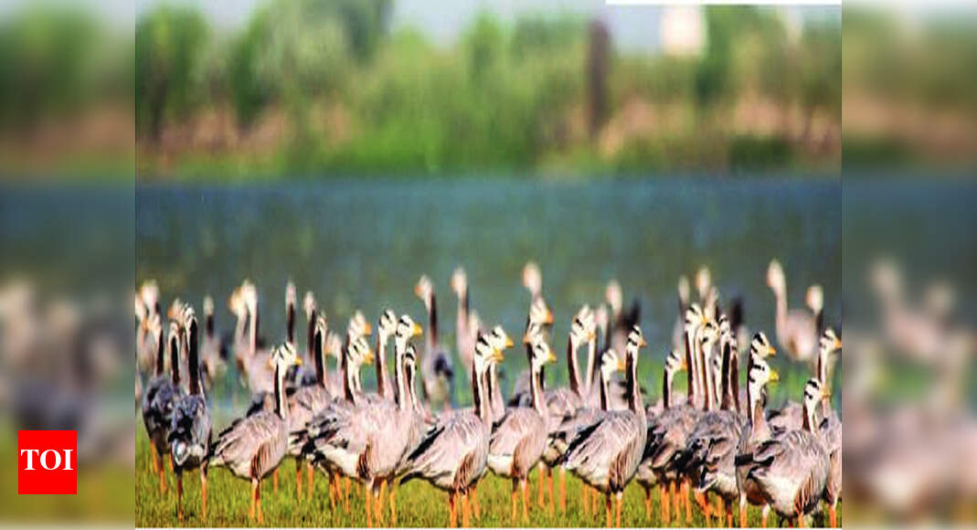 Over 39K birds, 75 species spotted in Thamirabarani bird count ...