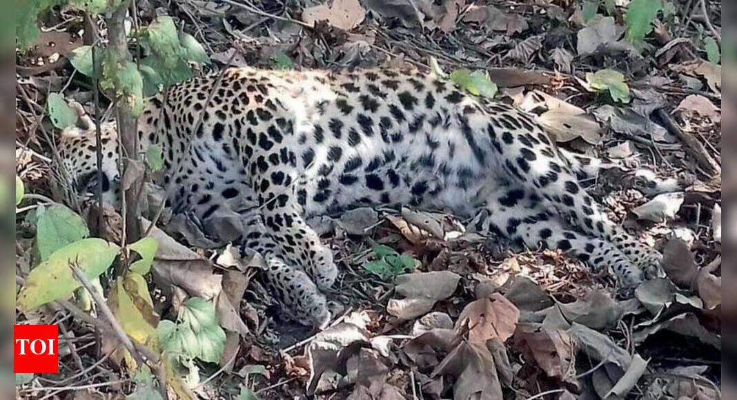 Leopard found dead in Mahuva | Surat News - Times of India