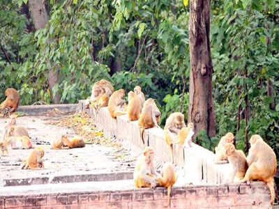 Despite langurs, PGI's monkey menace is still a huge problem ...