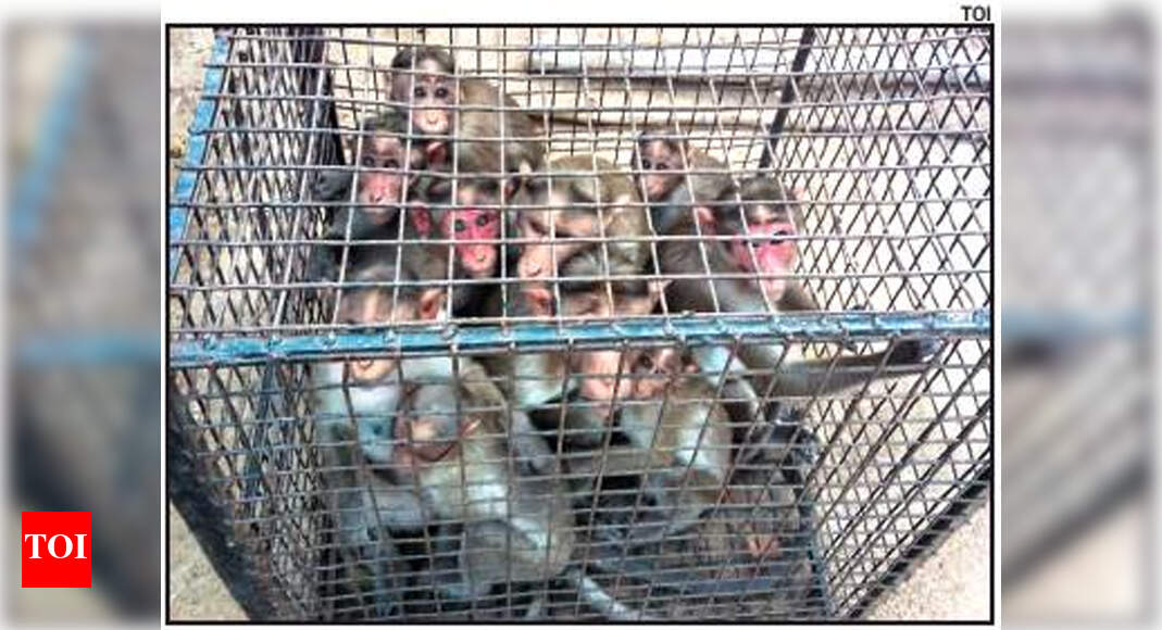 Forest office swamped with plaints of monkey menace | Chennai News ...