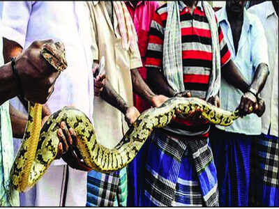 7-feet-long python caught from city tank, released into forest | Trichy ...