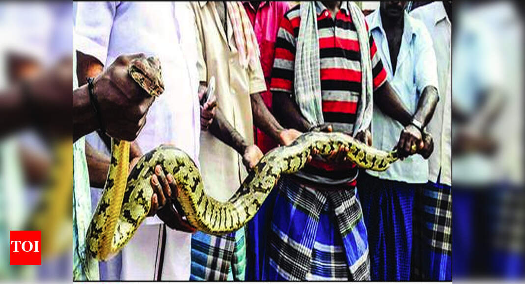 7-feet-long python caught from city tank, released into forest | Trichy ...