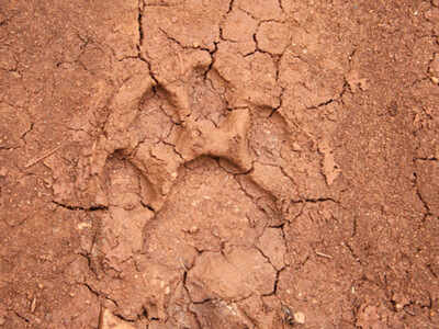 300km epic tiger trip, & not a human touched | Bhopal News - Times of India