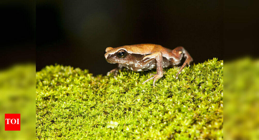 Delhi University researchers discover new species of frogs in the ...