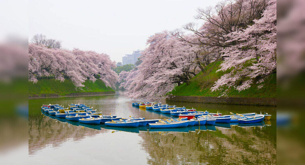 Cherry blossom flower cruise | TimesTravel