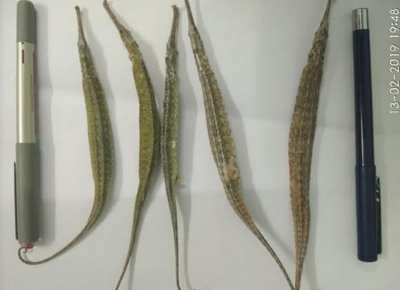 Man arrested in Tamil Nadu for possessing dried pipefish | Chennai News ...