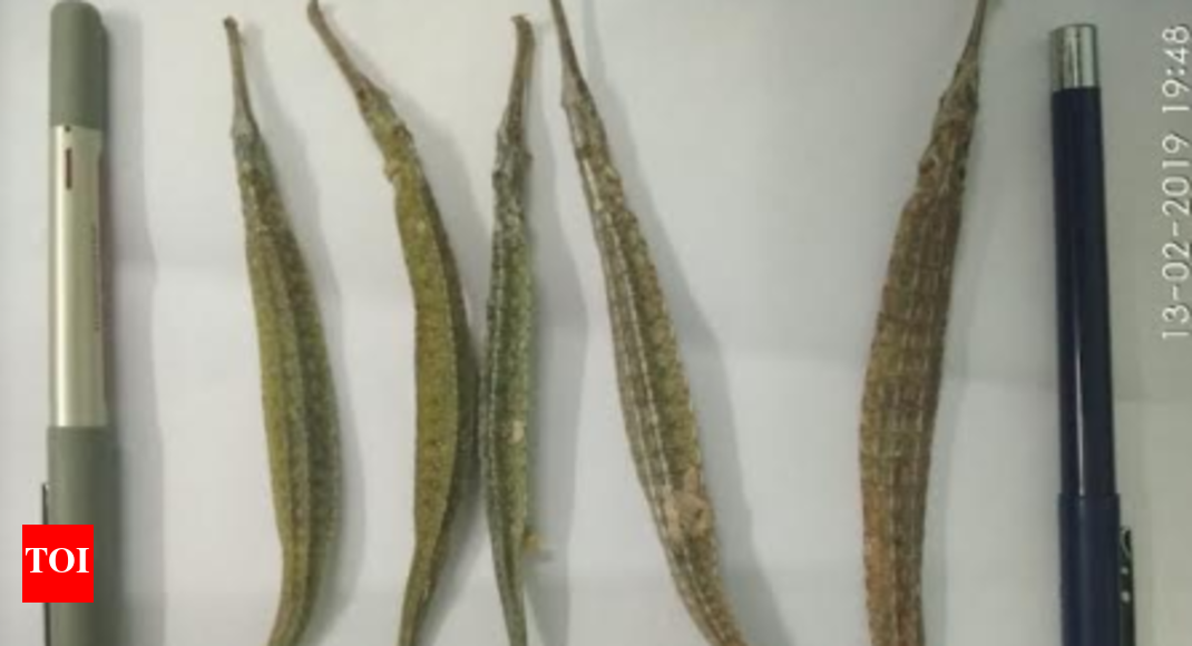 Man arrested in Tamil Nadu for possessing dried pipefish | Chennai News ...