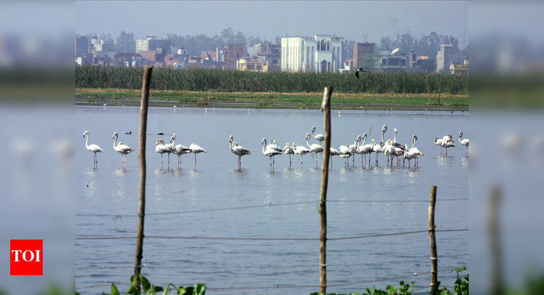 Greater expectations: On the lookout for flamingos | Delhi News - The ...