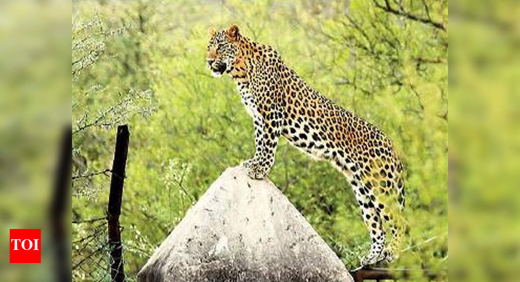 Two cages to capture leopard in Masuda | Ajmer News - Times of India